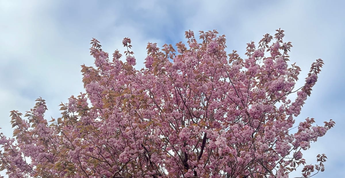 Daynote - Thu 24 Apr